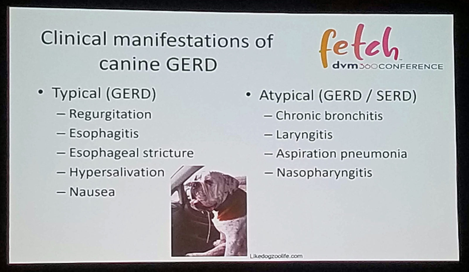 Does Your Dog Have GERD? — ID MyHorse